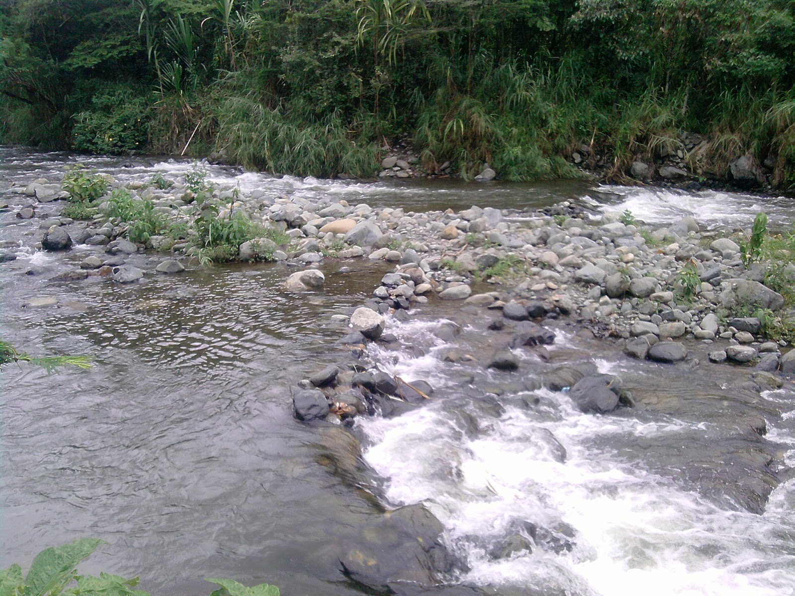 Impacto Ambiental Pance (Cali)